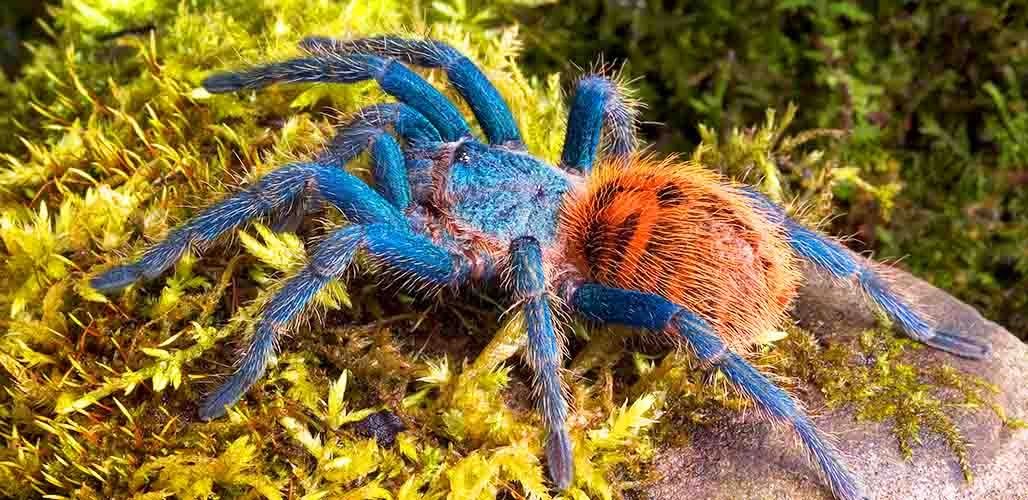 Lasiodorides polycuspulatus Peruvian Blonde Birdeater
