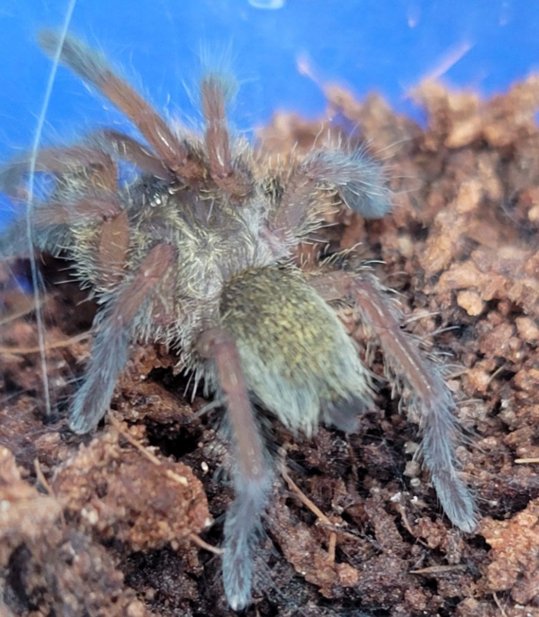 Harpactira pulchripes 'Golden Blue Leg Baboon'