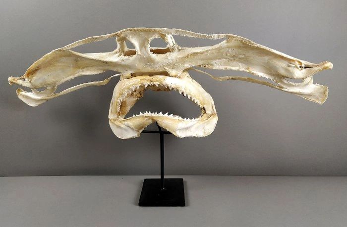 Hammerhead Shark Skeleton