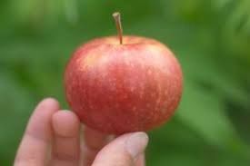 Frost Bite Apple Tree