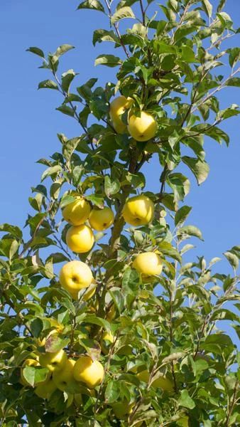 Yellow Transparent Apple Tree