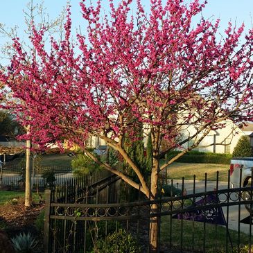 The Tree Place - Trees & Plants