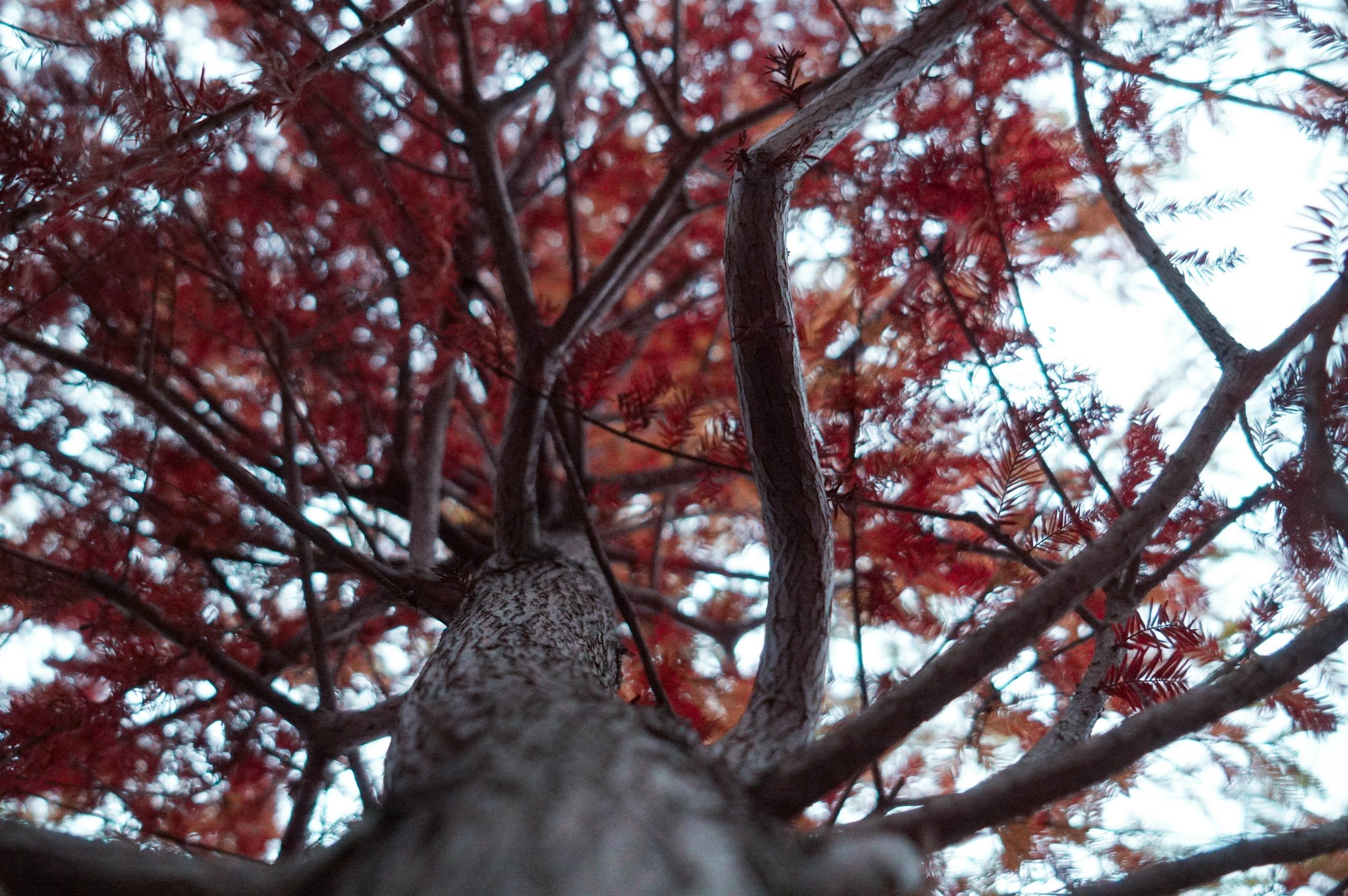 The Tree Place - Tree's, Plant's