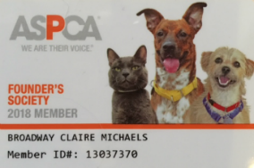 Broadway Ragdolls Cattery - Ragdoll Kittens LI NY Ragdoll Breeder