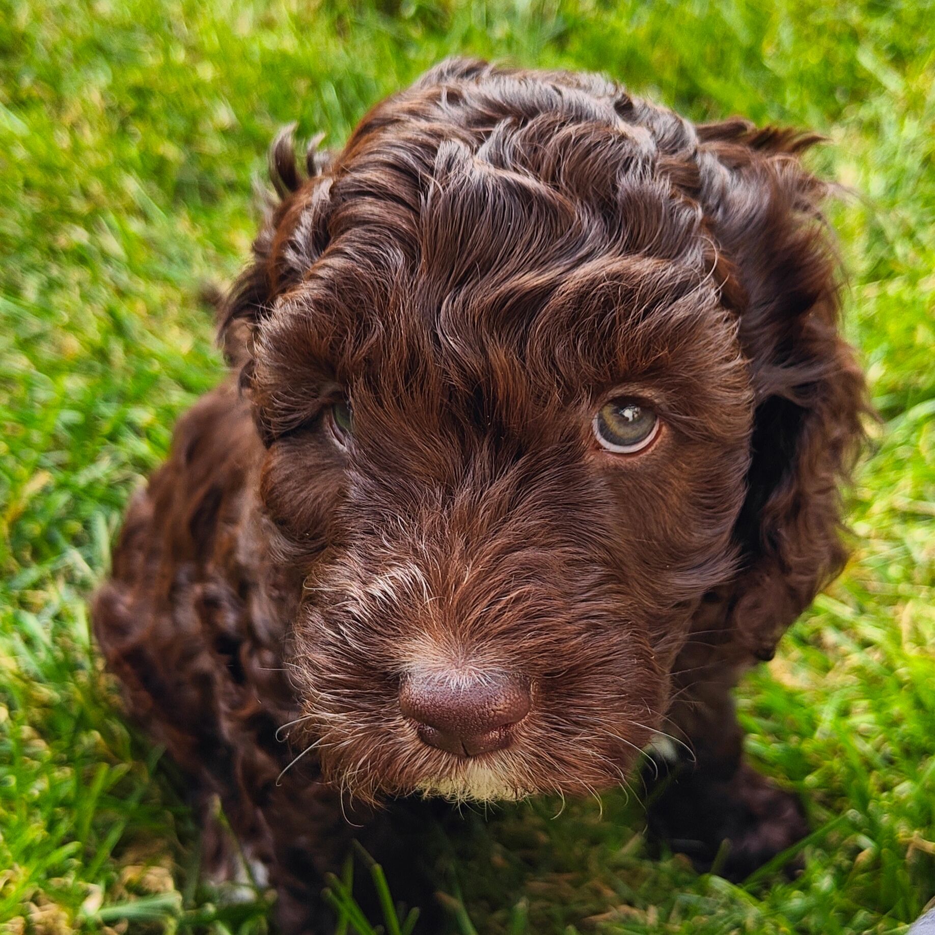 Labradoodle Breeder, Dogs - KneesButte Doodles - Great Falls, Montana
