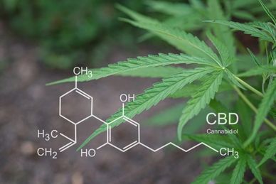 CBD Info