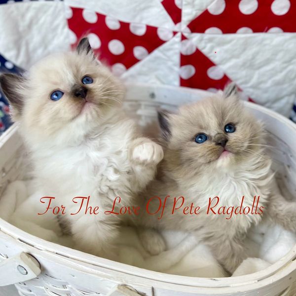 Ragdoll Kittens for Sale | Ragdoll Cat Breeder - For The Love Of Pete ...