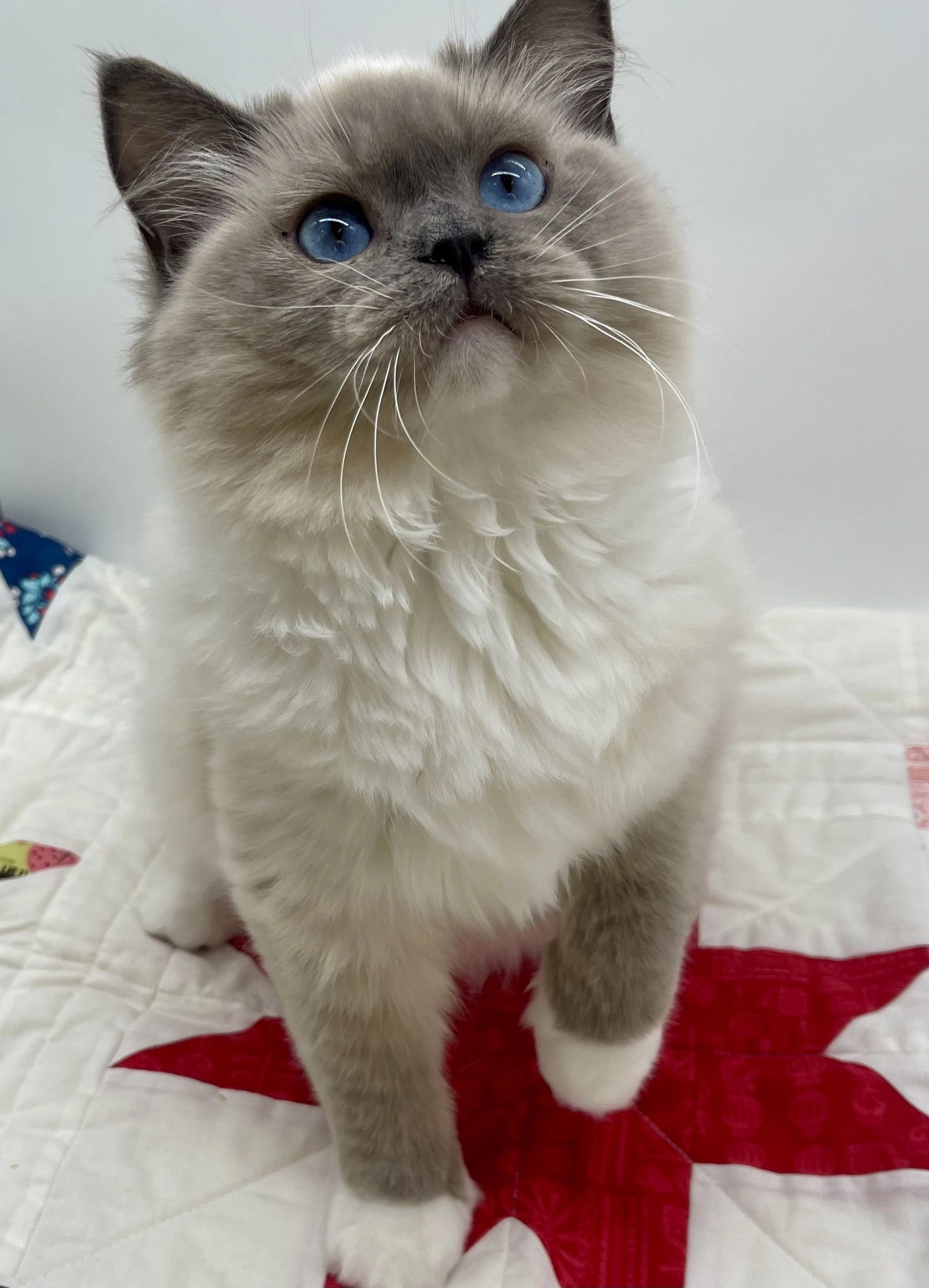 Apply to Reserve Your Ragdoll Cat | For The Love Of Pete Ragdolls