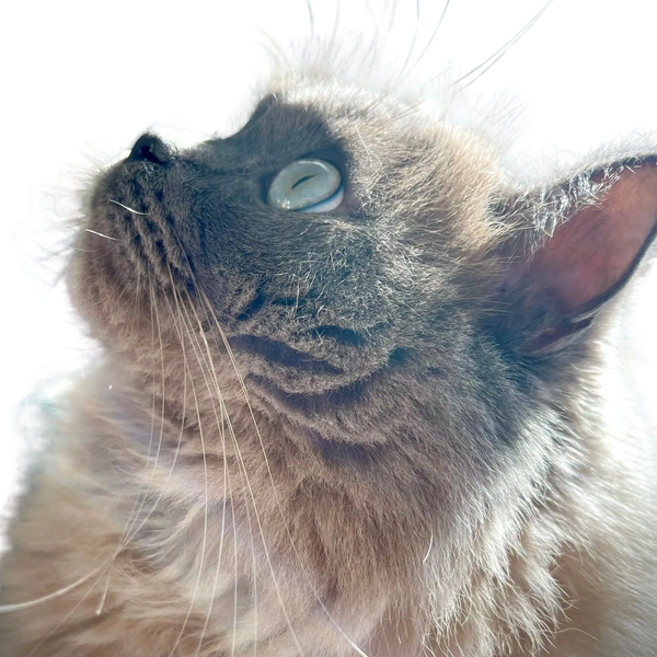 Ragdoll Kittens for Sale | Ragdoll Cat Breeder - For The Love Of Pete ...