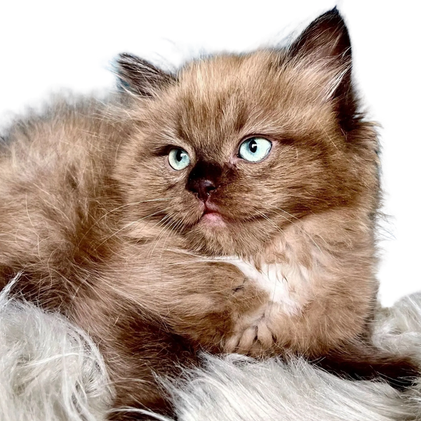 Ragdoll Kittens for Sale | Ragdoll Cat Breeder - For The Love Of Pete ...