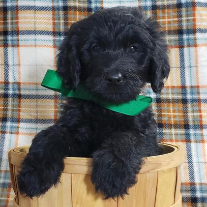 Puppies for Sale - Oodles O'Doodles | Oodles O'Doodles