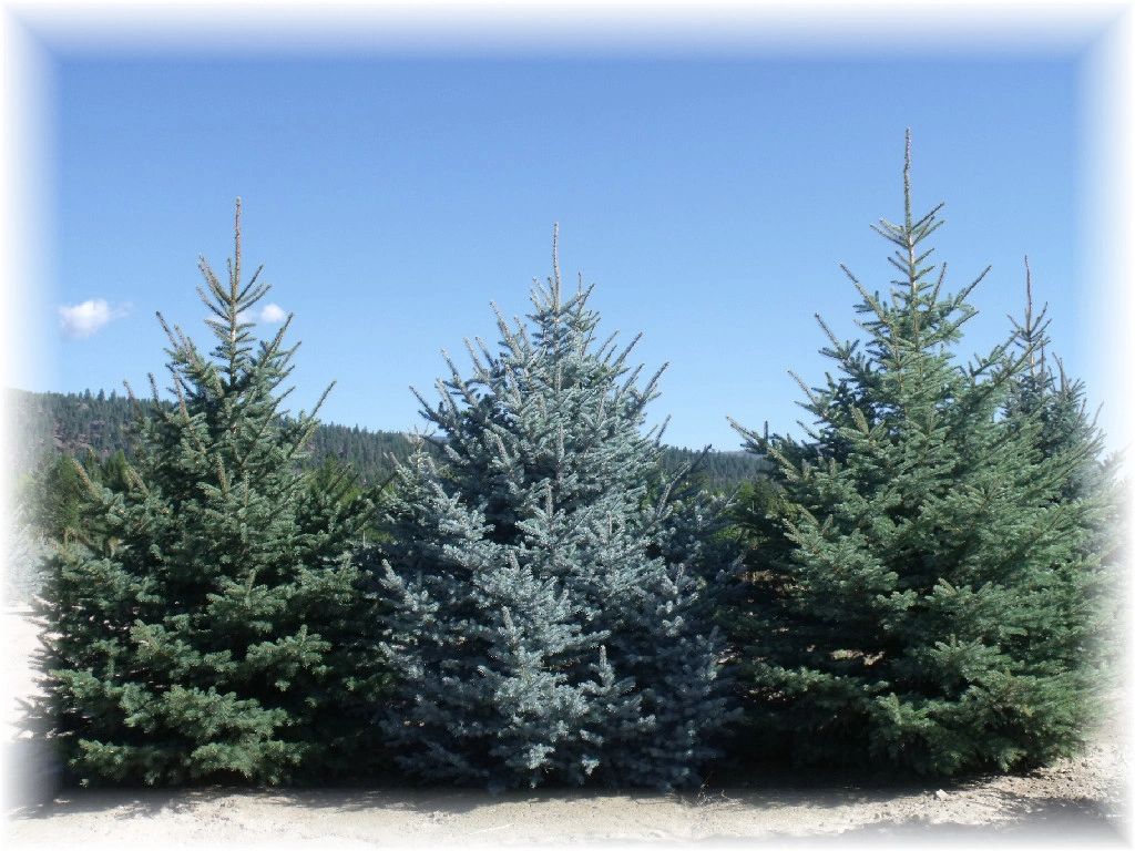 Daniel Tree Farm