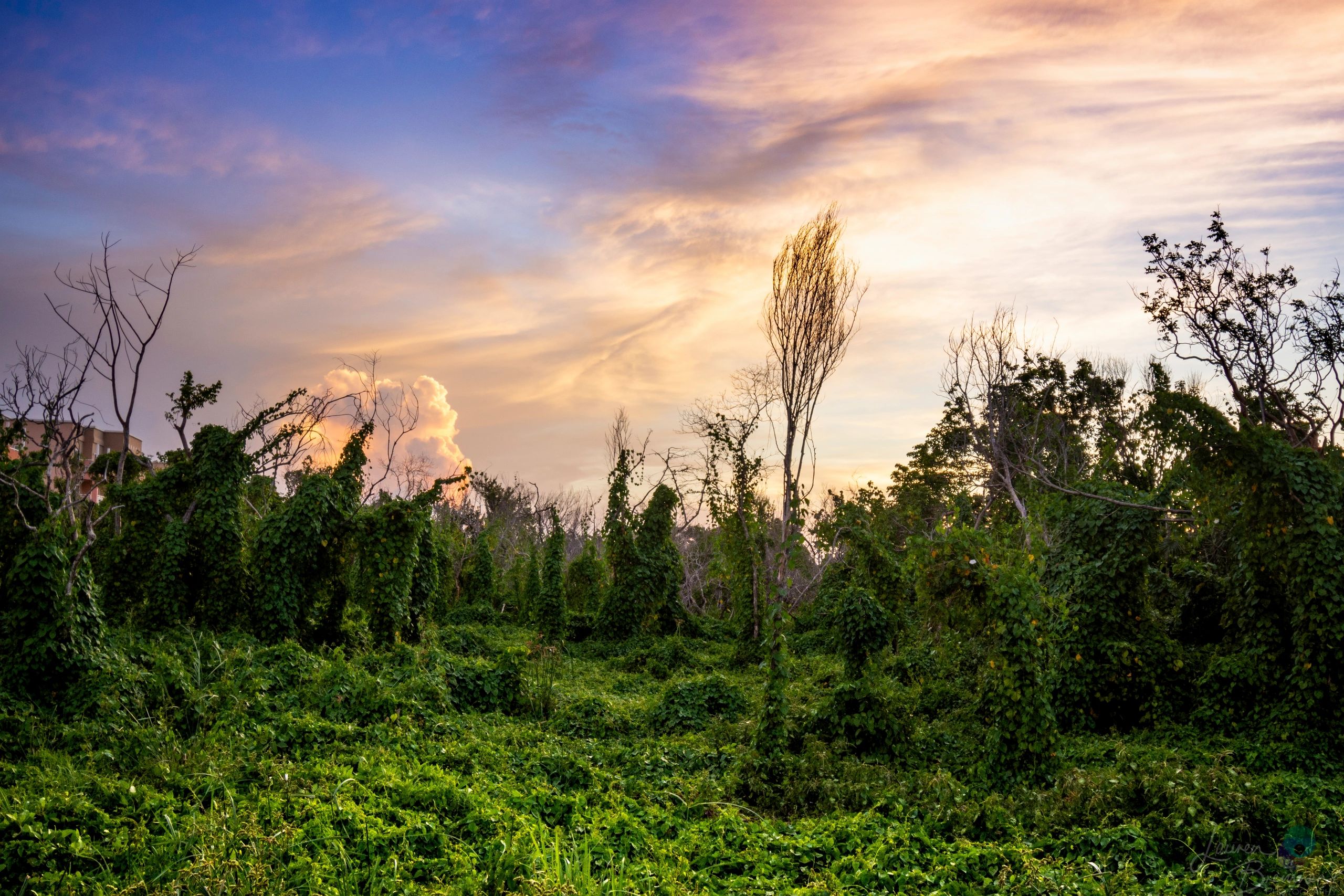 LaurenBremnerPhotography