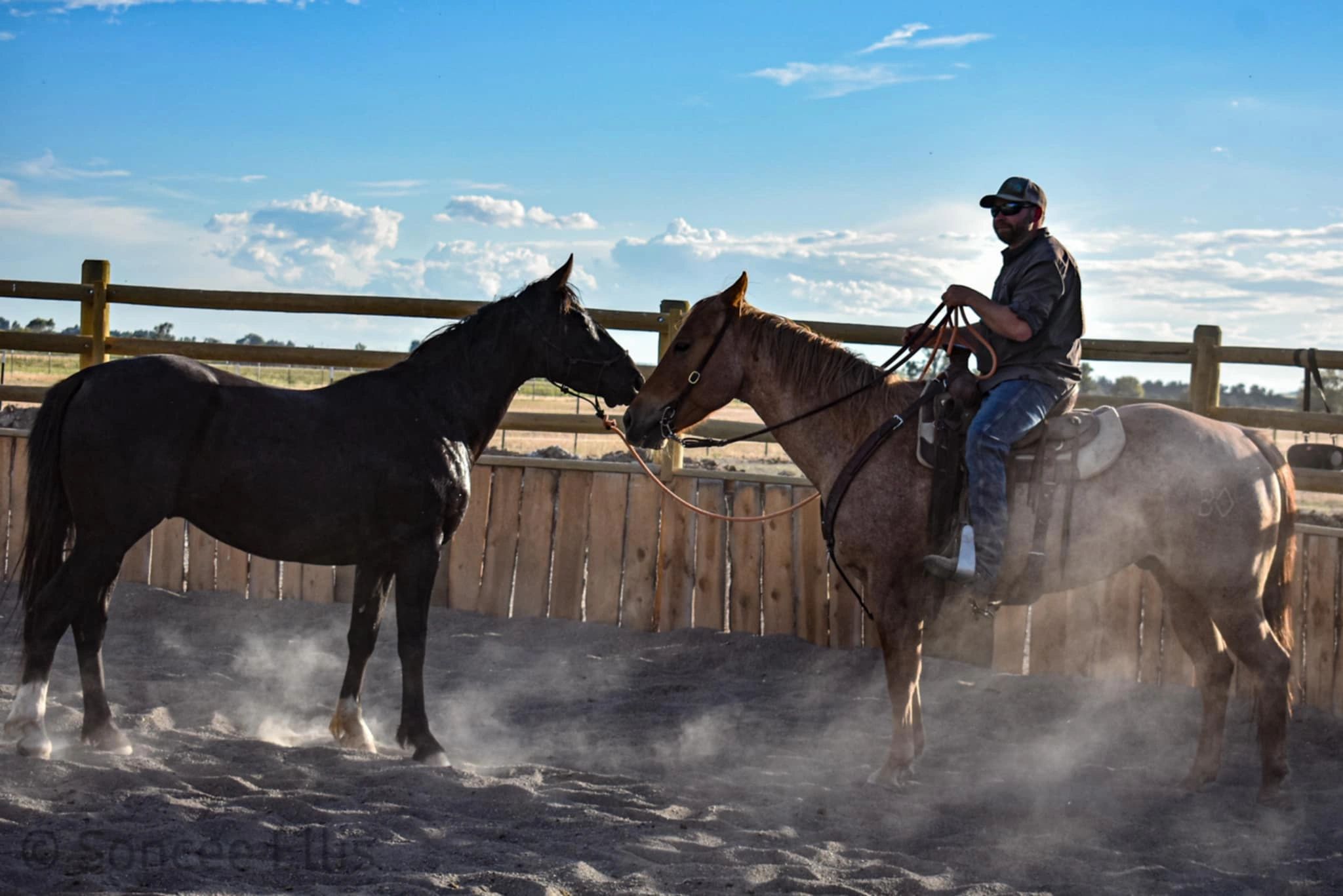 Transformative Mustang Rehab for Recovery and Growth