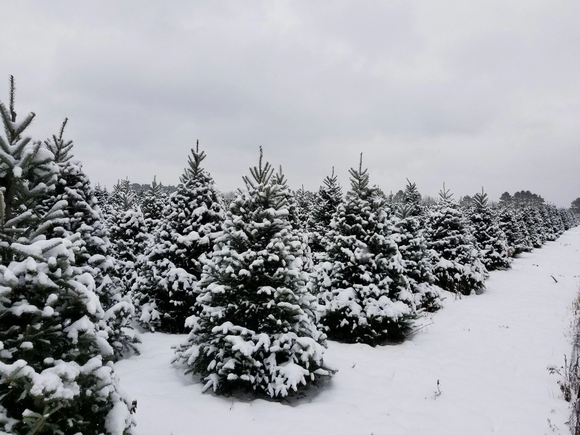 About | Wellens Tree Farm LLC