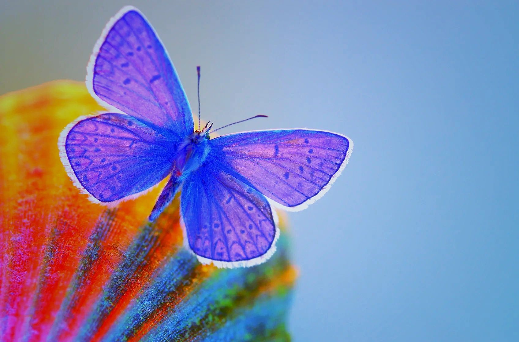 Supervision Services