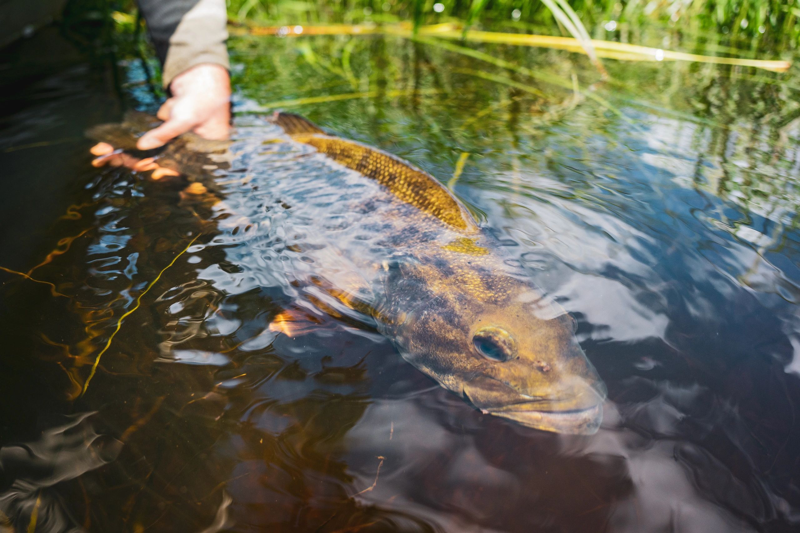 Minnesota Fishing Guide - David Holmes Guiding LLC