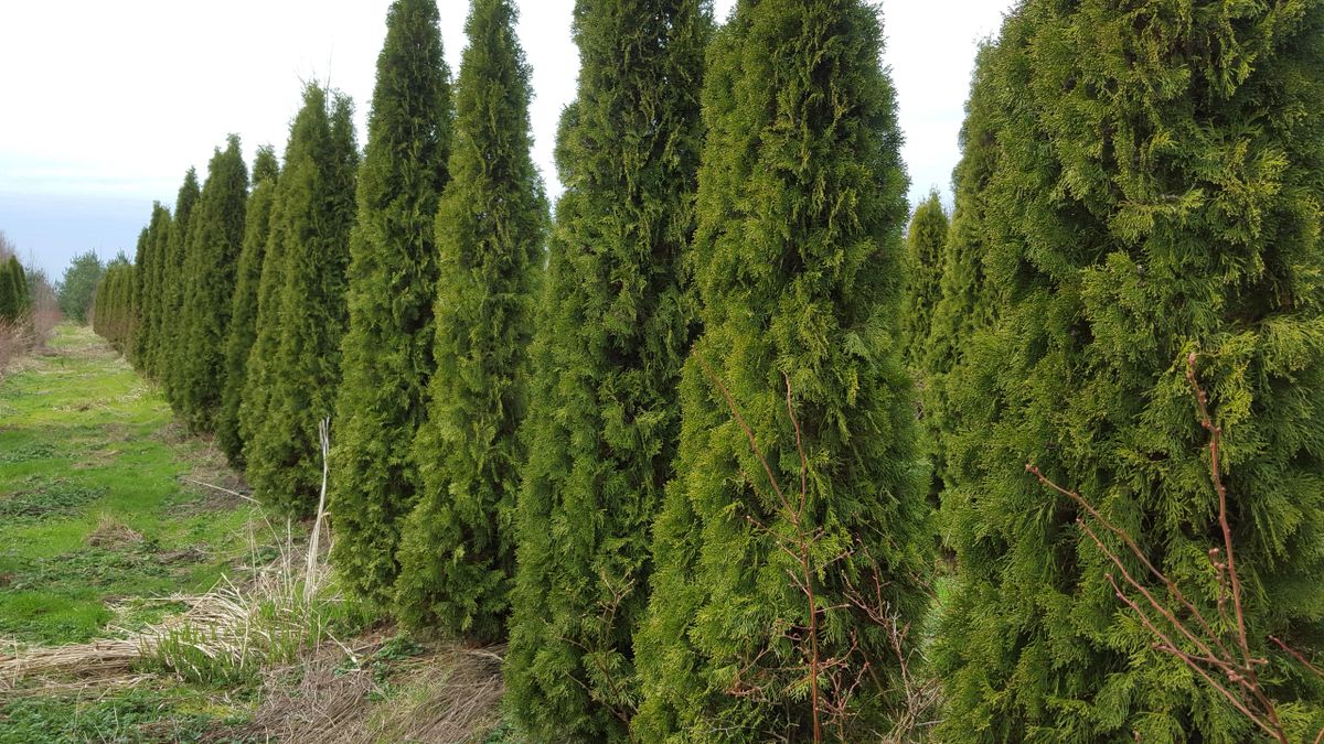 Book 12 to 15 Feet tall Smaragd, Emerald Cedar trees.