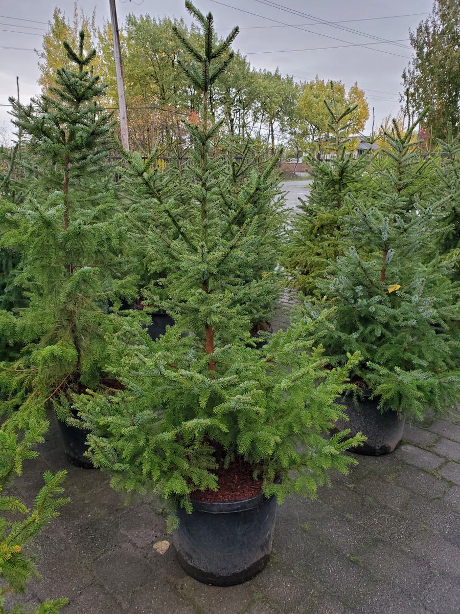 Purchase 4-6 feet Potted Omorika Spruce Tree