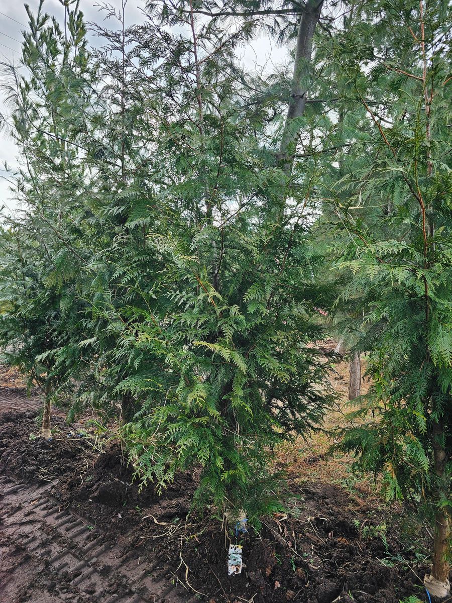 12 Feet, Field Grown, B&B Western Red Cedar Tree