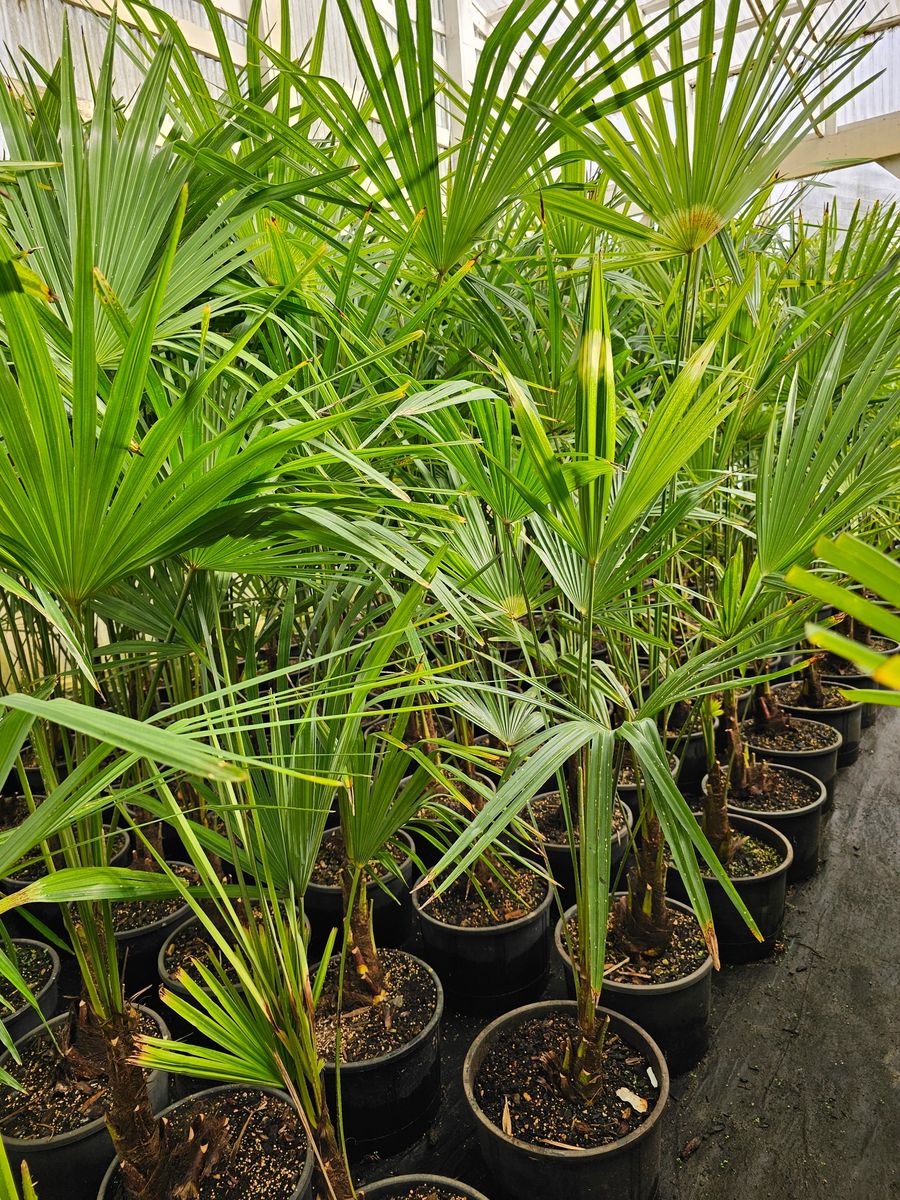 4 feet container grown wind mill palm tree