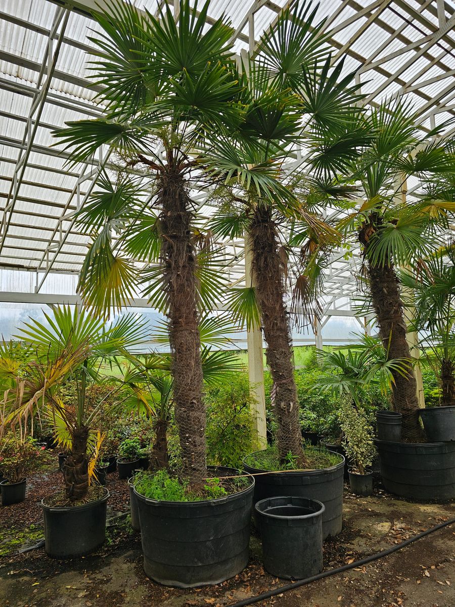 15 feet high/ 11 feet trunk Windmill palm tree
