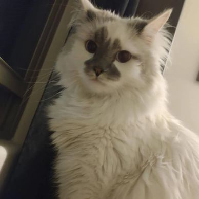 ADOPTABLE CATS/KITTENS