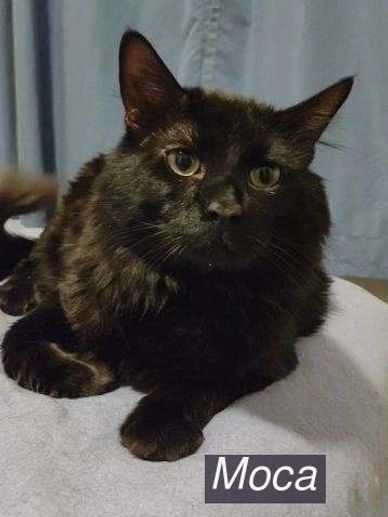 ADOPTABLE CATS/KITTENS