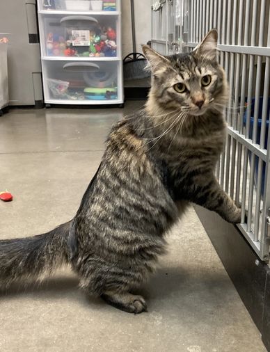 ADOPTABLE CATS/KITTENS