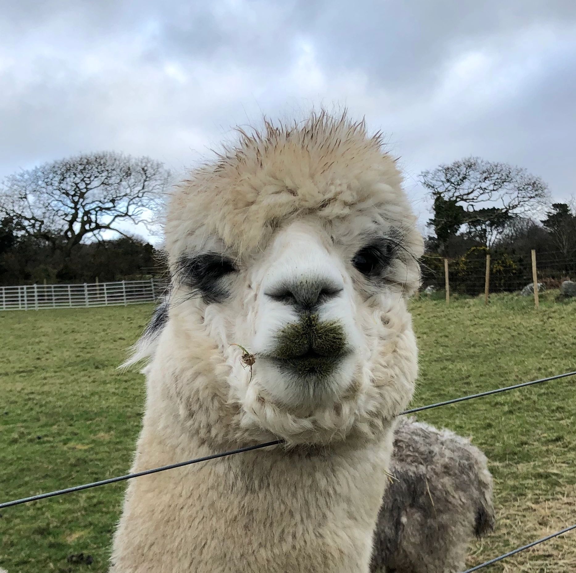 About Us | Dark Sky Alpacas