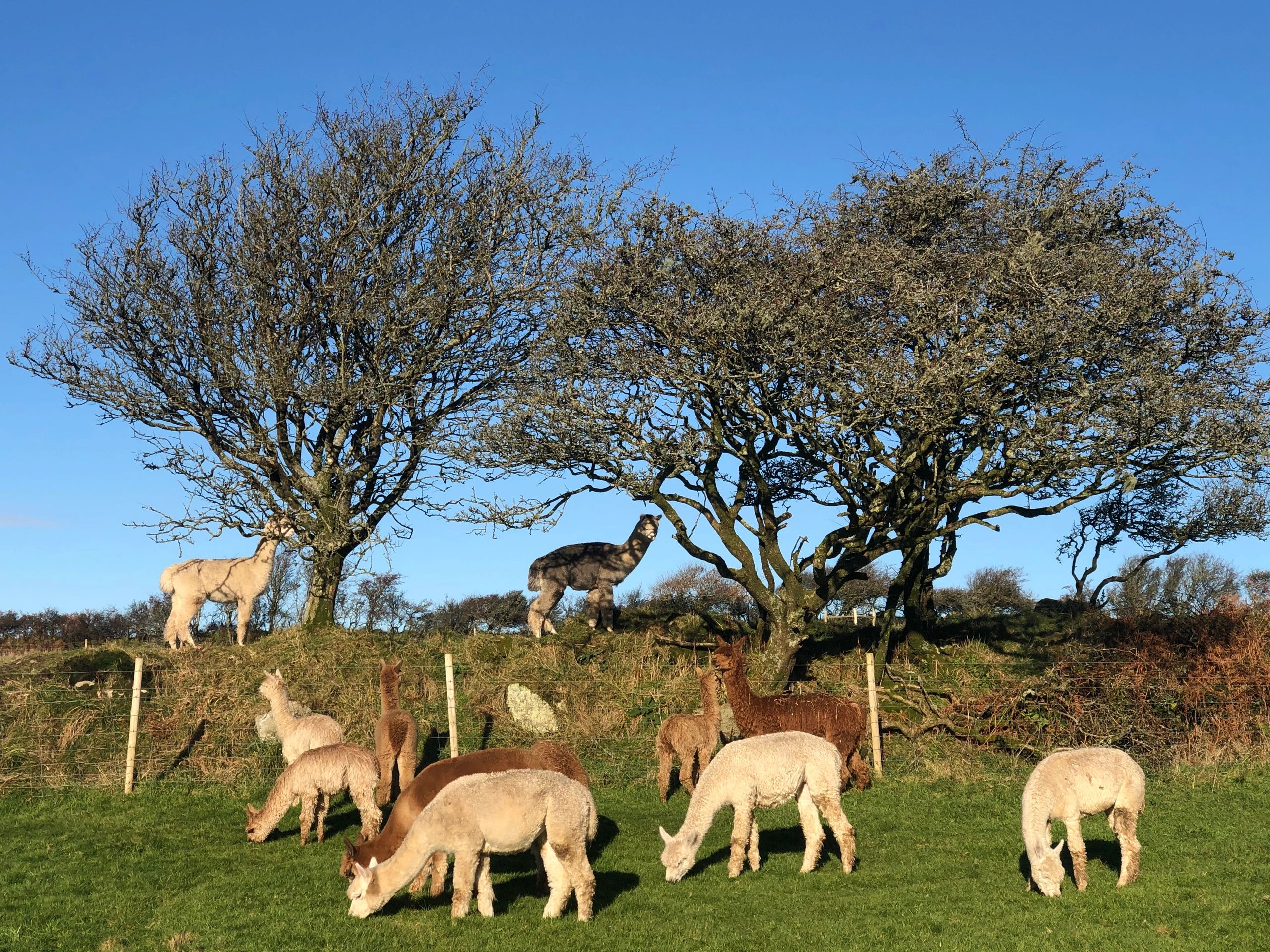 About Us | Dark Sky Alpacas