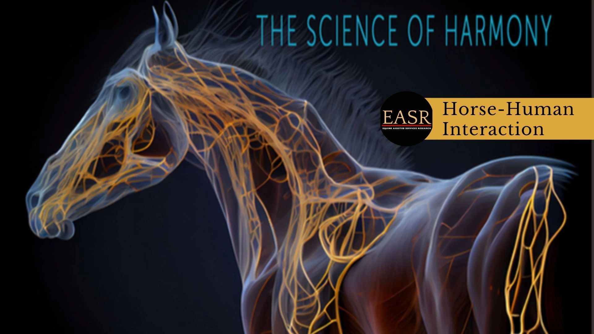 New equine interaction film: "Horses and the Science of Harmony"