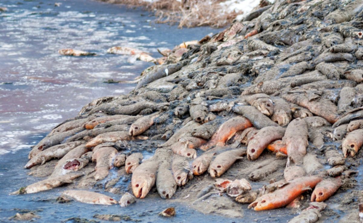 Red Tide: What is it? Why should you care? What can you do?