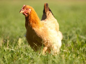 Pastured Chicken