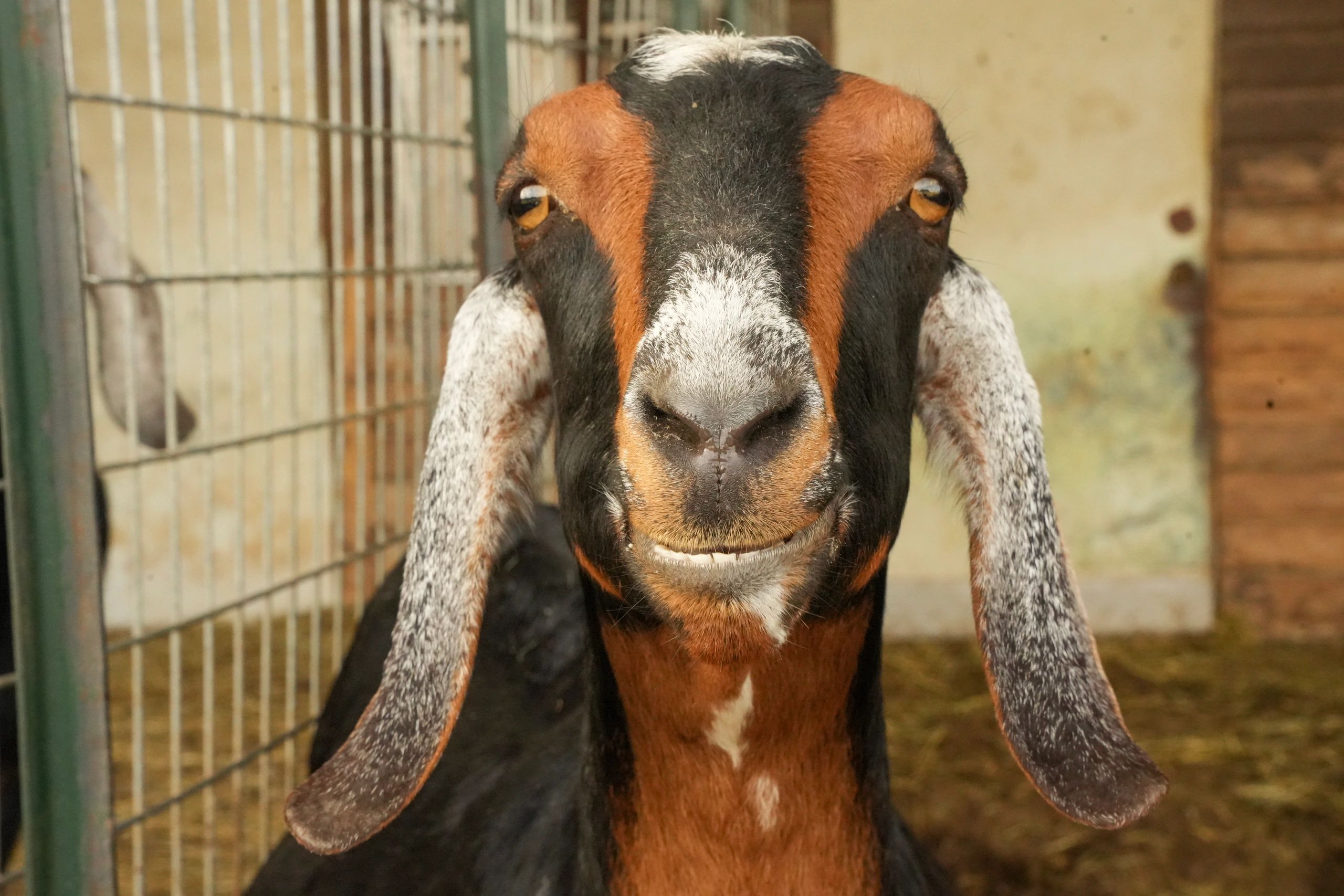 Discover the Amazing Benefits of Goat Milk