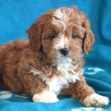 Castle Red Cavapoo