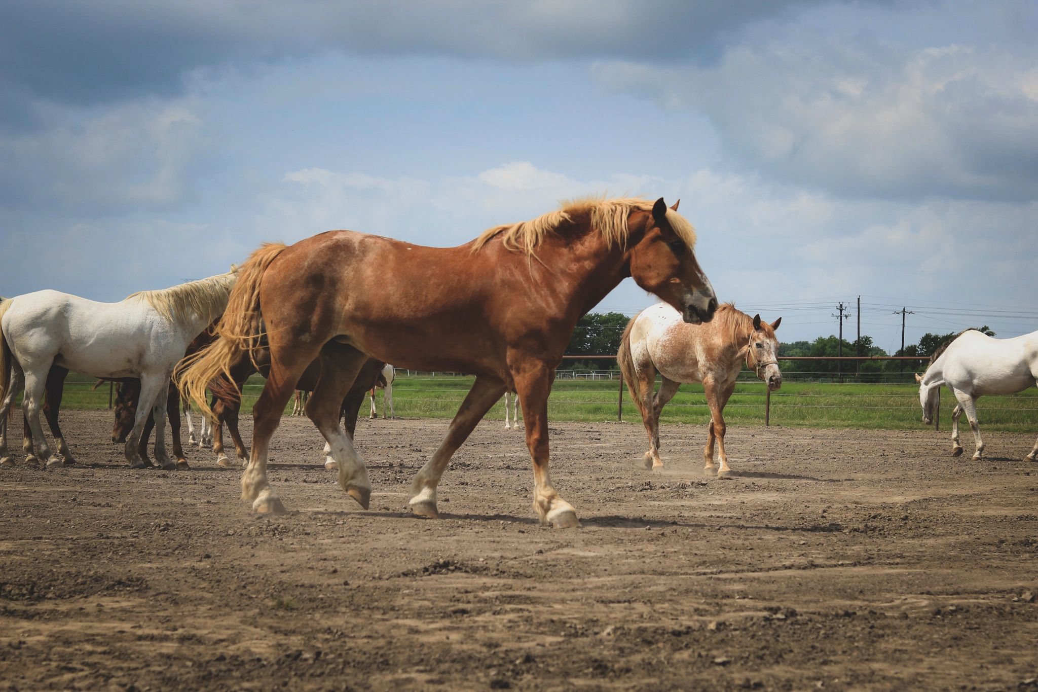 Osborne Stables Equine Rescue, Inc.