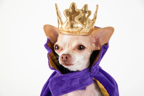 Do you know what a DOG KING is?
