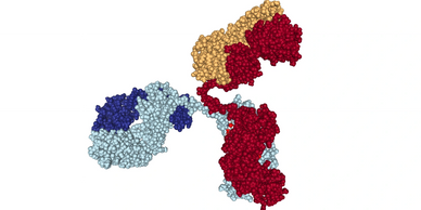 Pipeline | Oncosimis Biotech Pvt Ltd