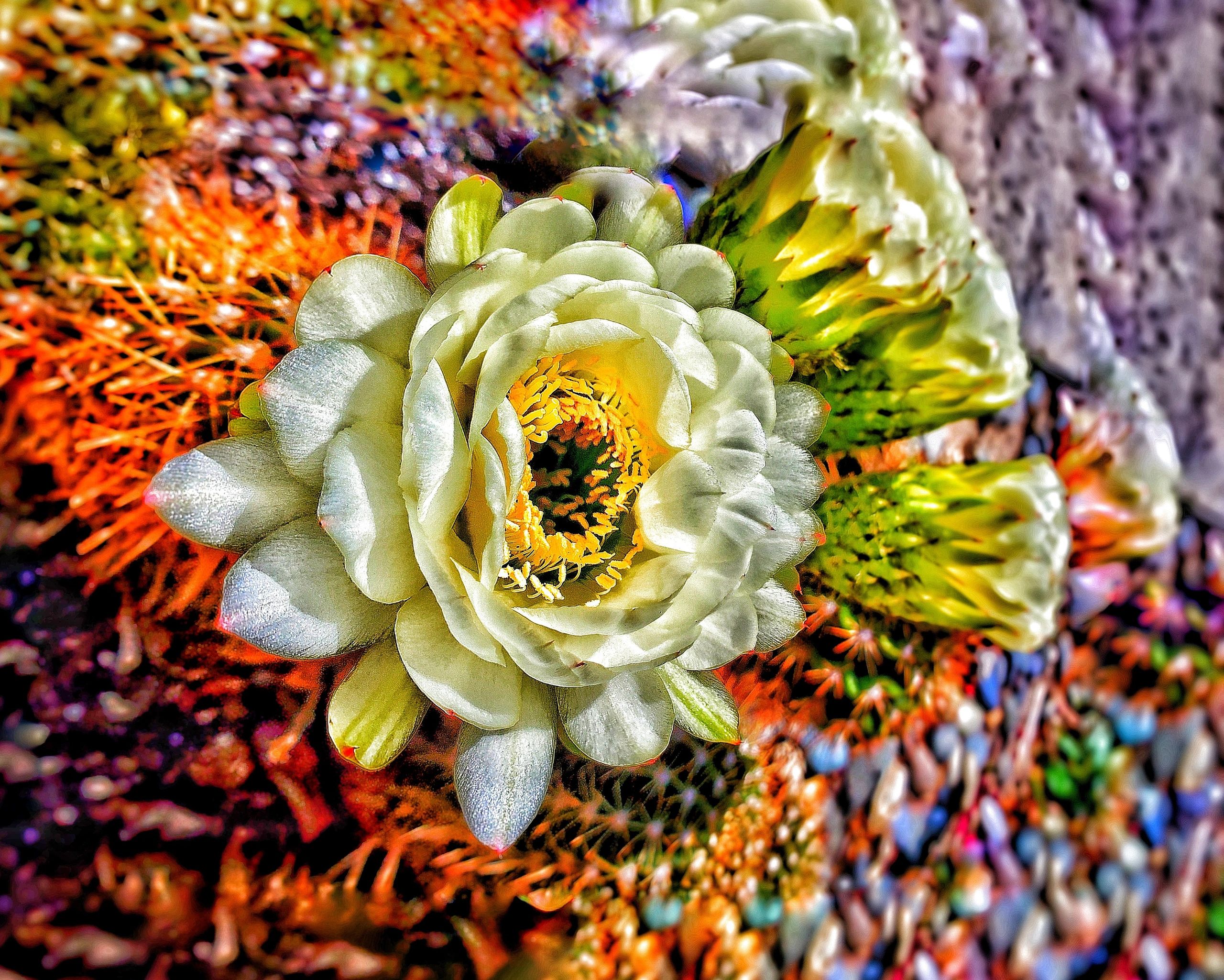 Carl Jacobson: Unique Flower Art by a Contemporary Artist
