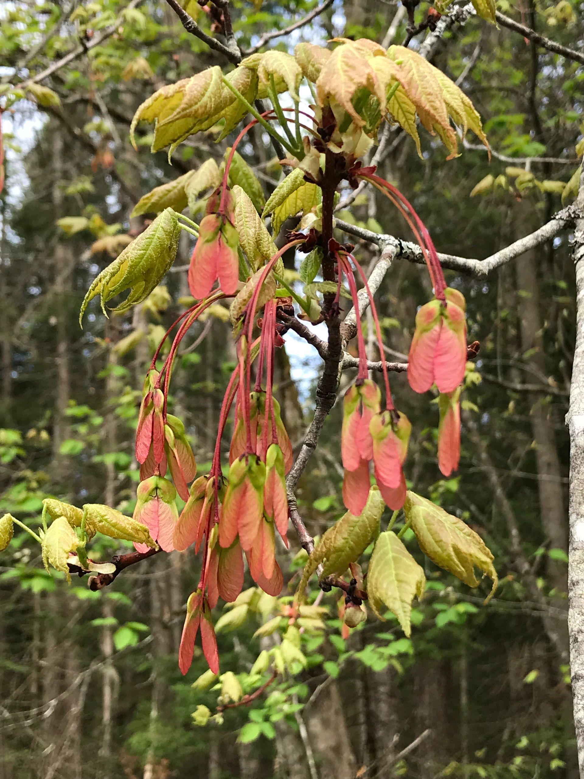 Maple trees sprout wings!