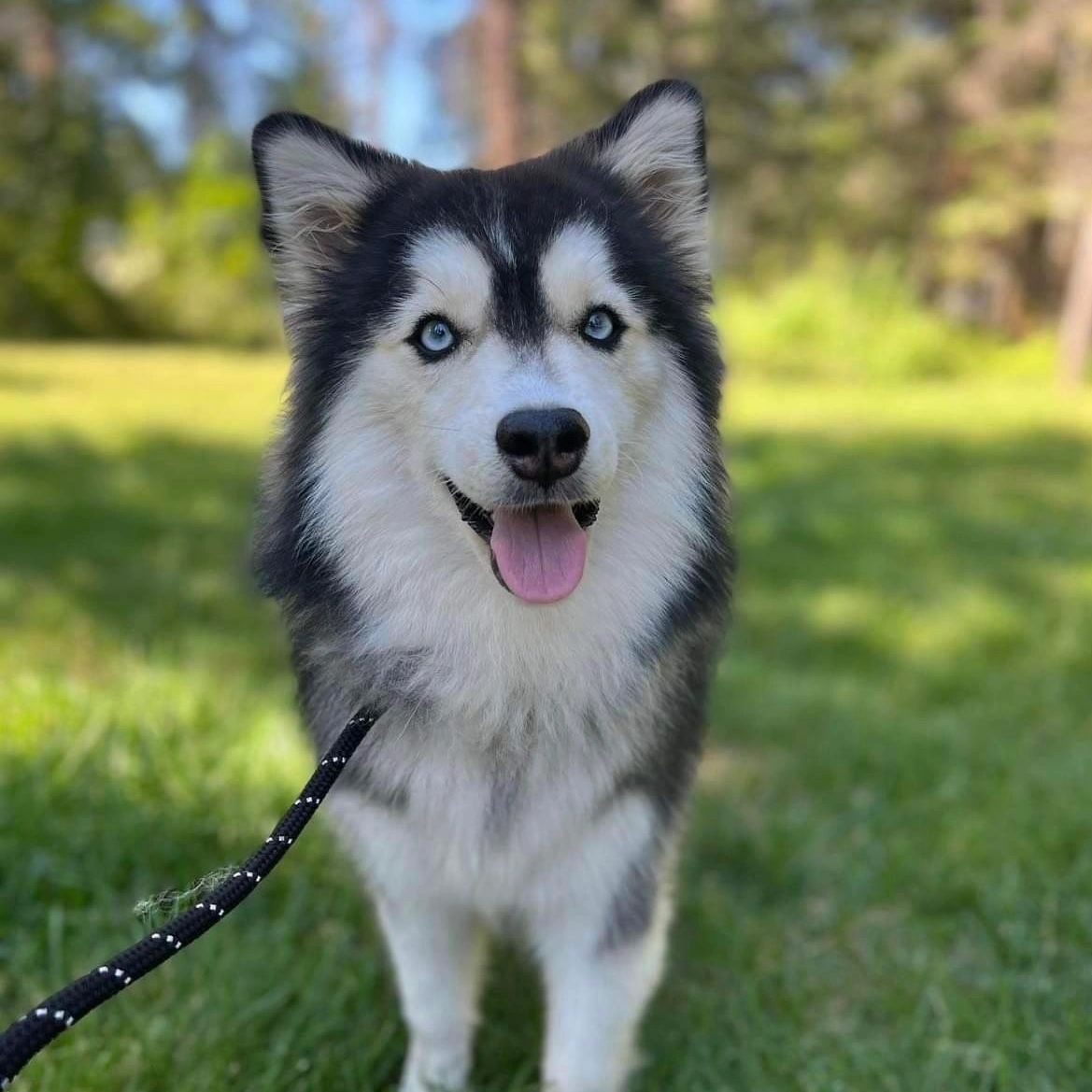 Our Ladies | Scenic city pomskies