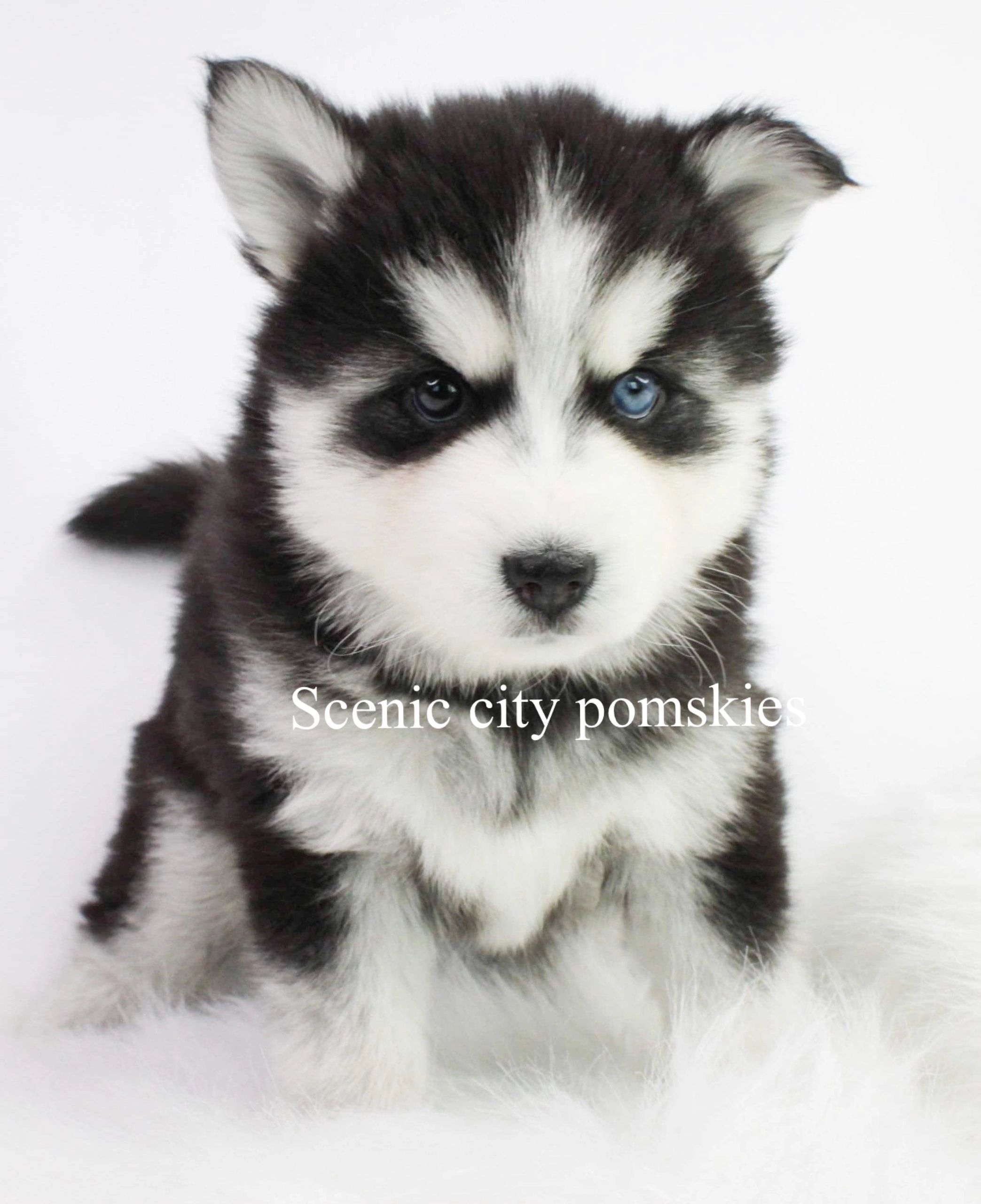 Mini Pomsky Puppies for Sale | Personal Website