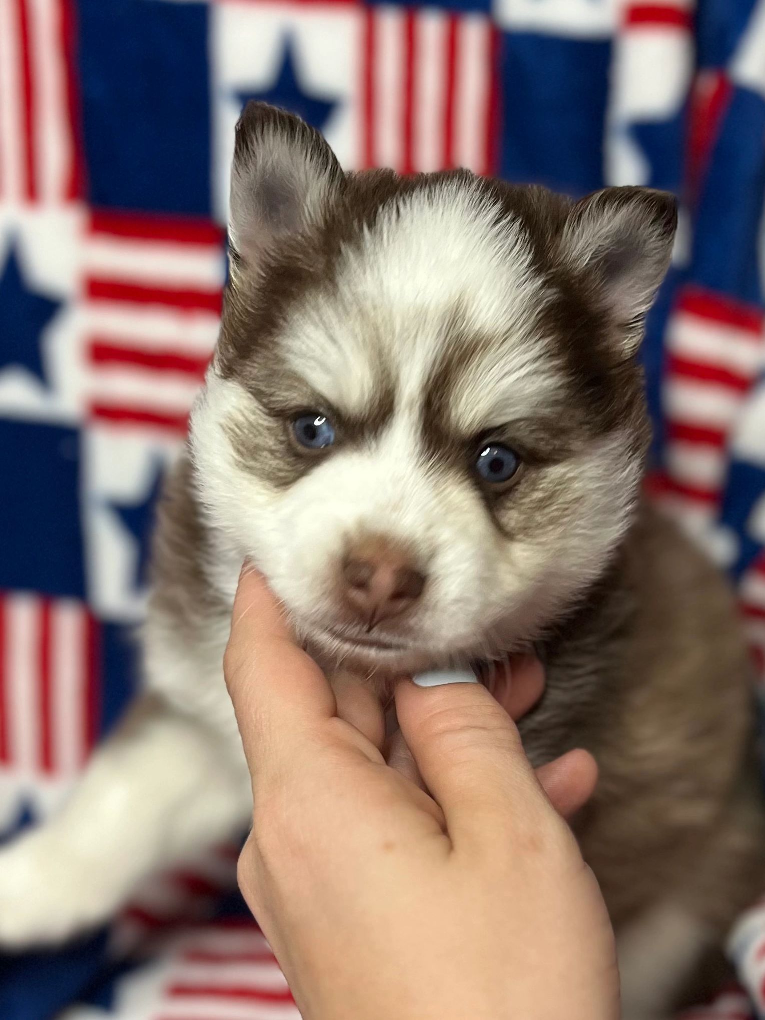 Available puppies | Scenic city pomskies