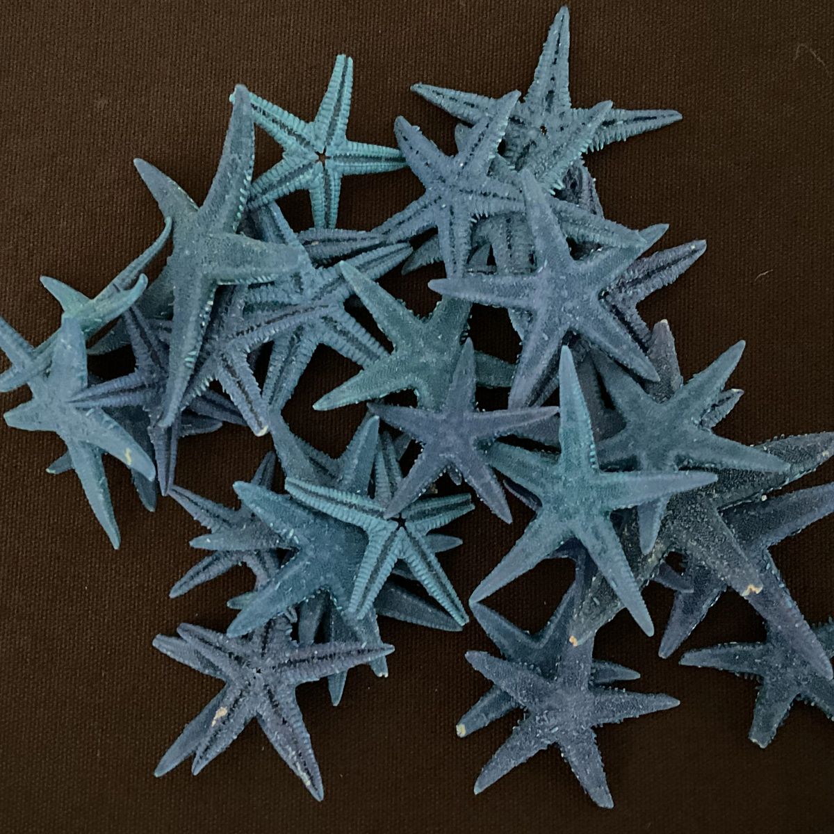 1.5-2” Navy Blue Starfish 100 Per Pack