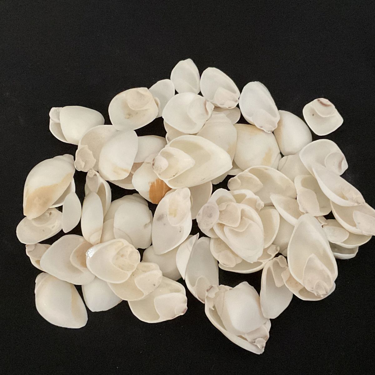 Natural White cut Canarium Strombus Sea Shells