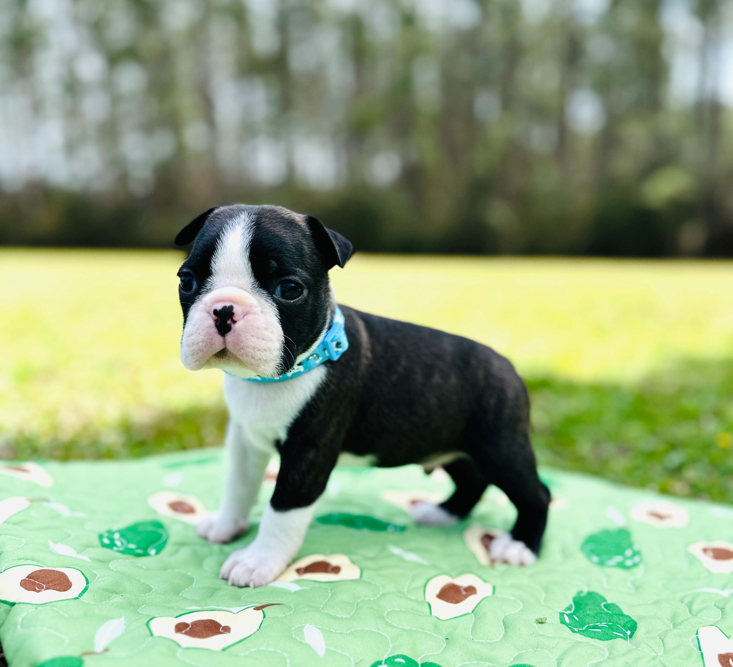 Savana's Boston Terrier's and French Bulldog's - Boston Terrier ...