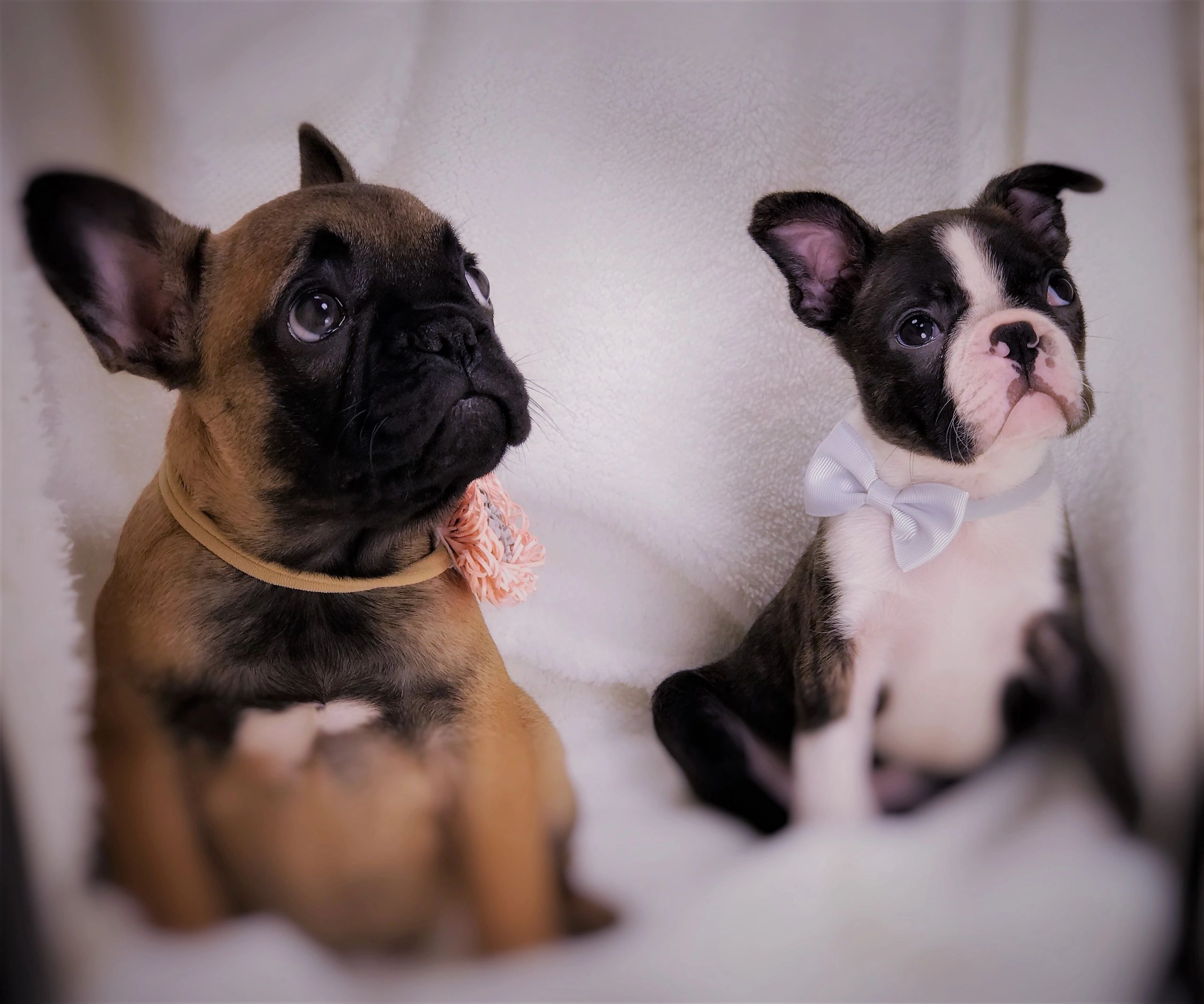 Savana's Boston Terrier's and French Bulldog's - Boston Terrier ...