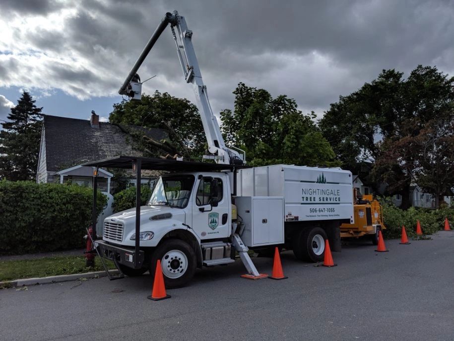 Nightingale Tree Service - tree cutting service, stump removal