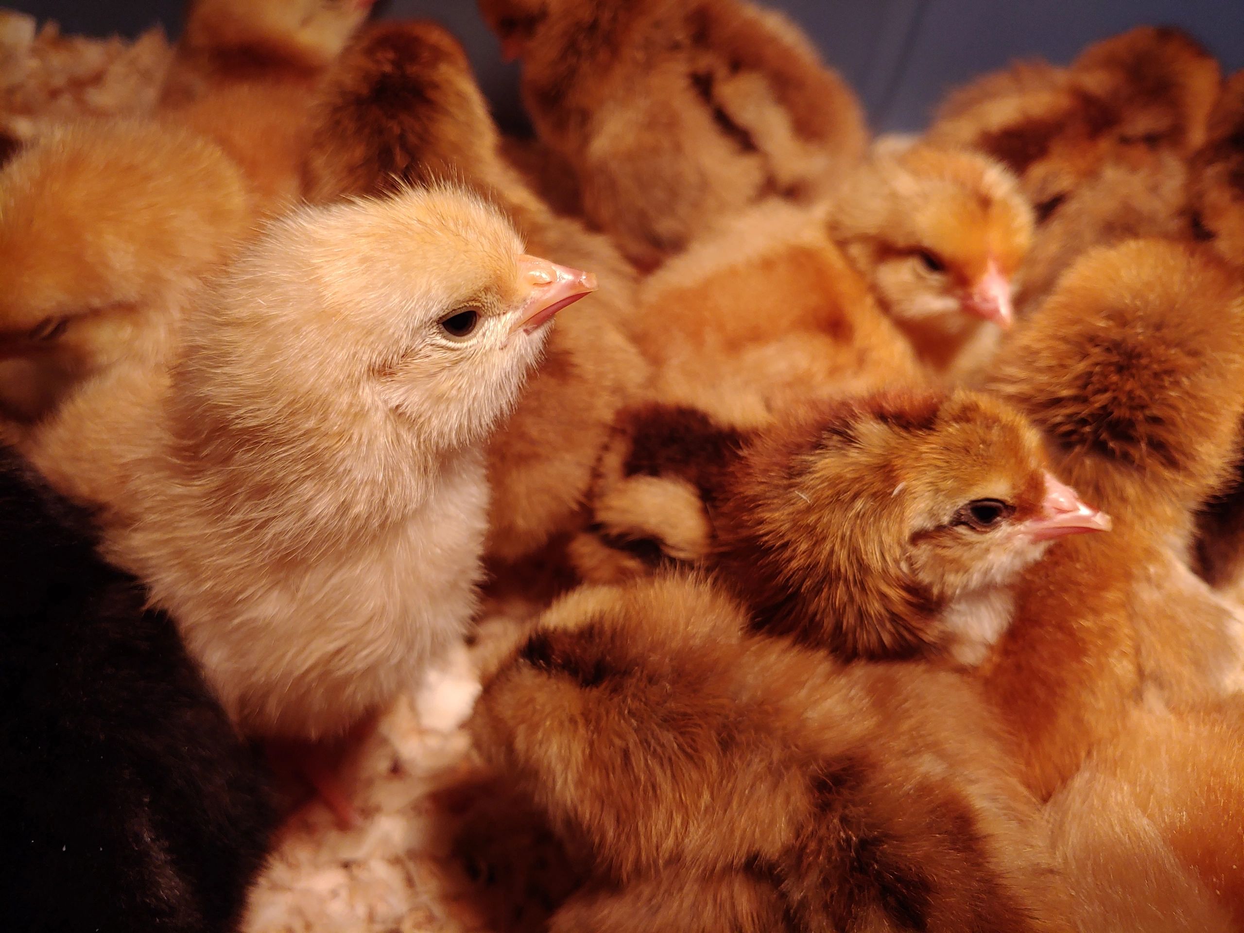 Chicken math, adding more chicks by hatching